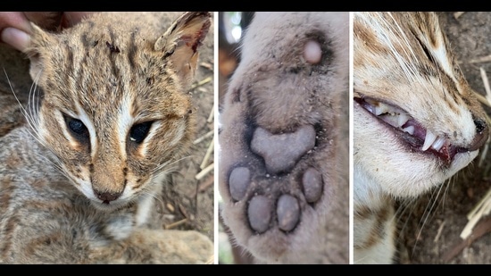 Wildbuzz | Beas mein sunhe, ek Lata awaaz | Hindustan Times