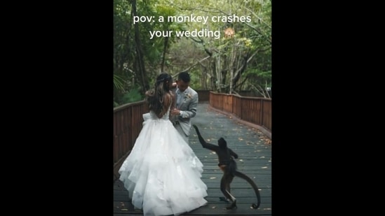 Monkey with baby on her back crashes wedding photoshoot, gets clicked ...