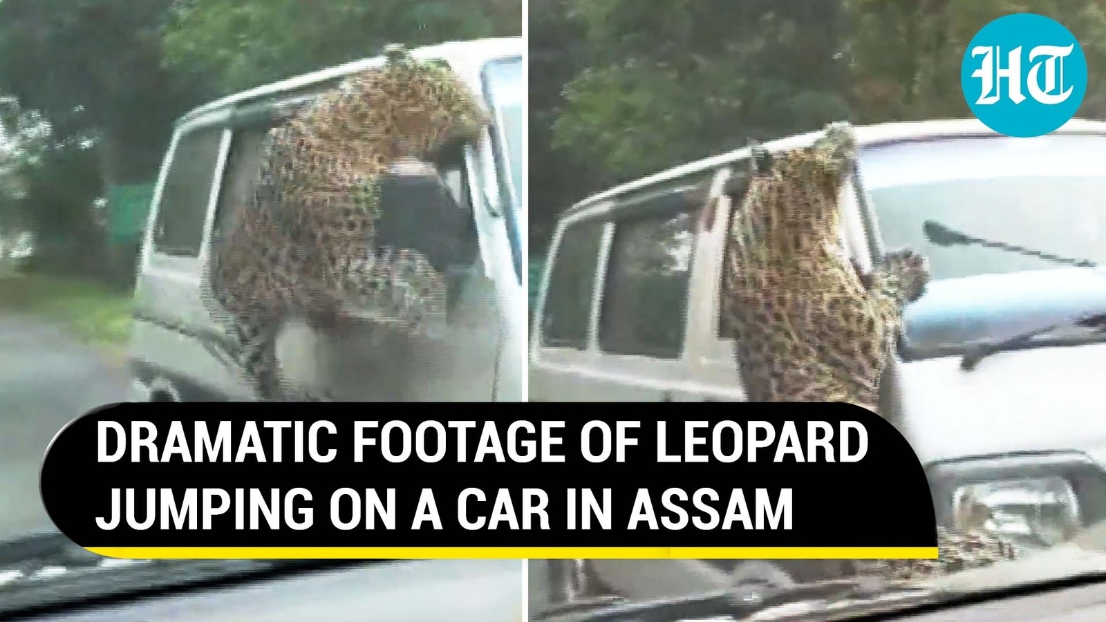 Leopard jumps over fence, pounces on a car in Assam; Scary attack ...