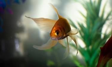 Best fish breeding tanks: A buyer's guide | HT Shop Now