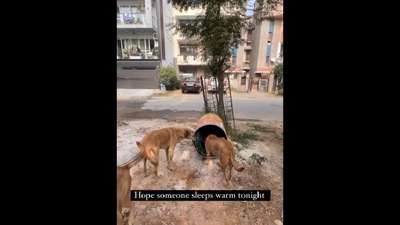 Woman distributing makeshift shelter for stray dogs wins hearts online ...