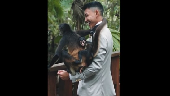 Monkey climbs on groom in the middle of wedding photoshoot. Watch viral ...