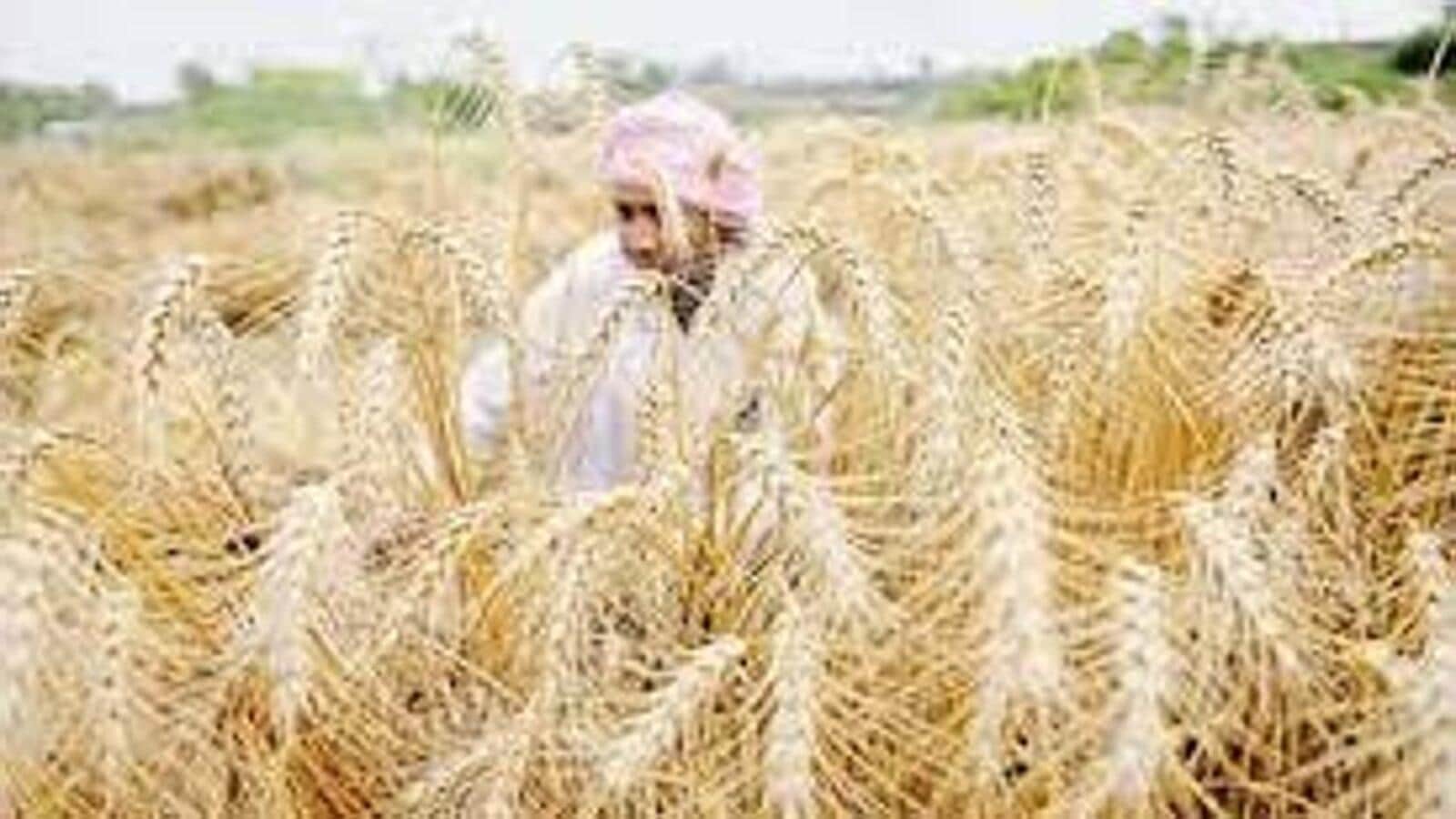 Ludhiana: Adopt drip irrigation for spring maize cultivation to ...