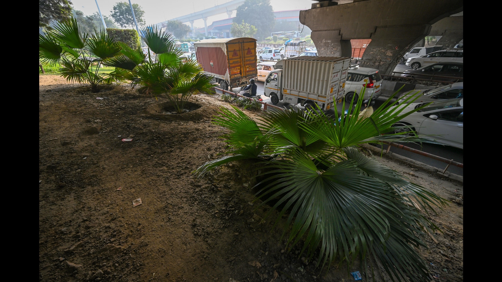 Experts caution as palms dot Delhi in spruce-up plan | Latest News ...