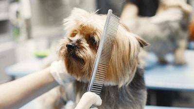 10 best dog combs to buy | HT Shop Now