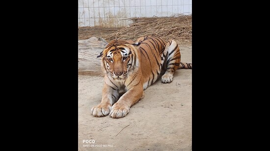 Cancer-stricken tiger at Lucknow Zoo dies | Hindustan Times