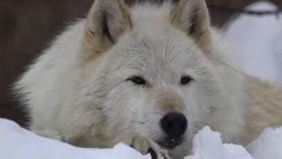 Japanese man had a wish: To look like a wolf. This is how he made it ...