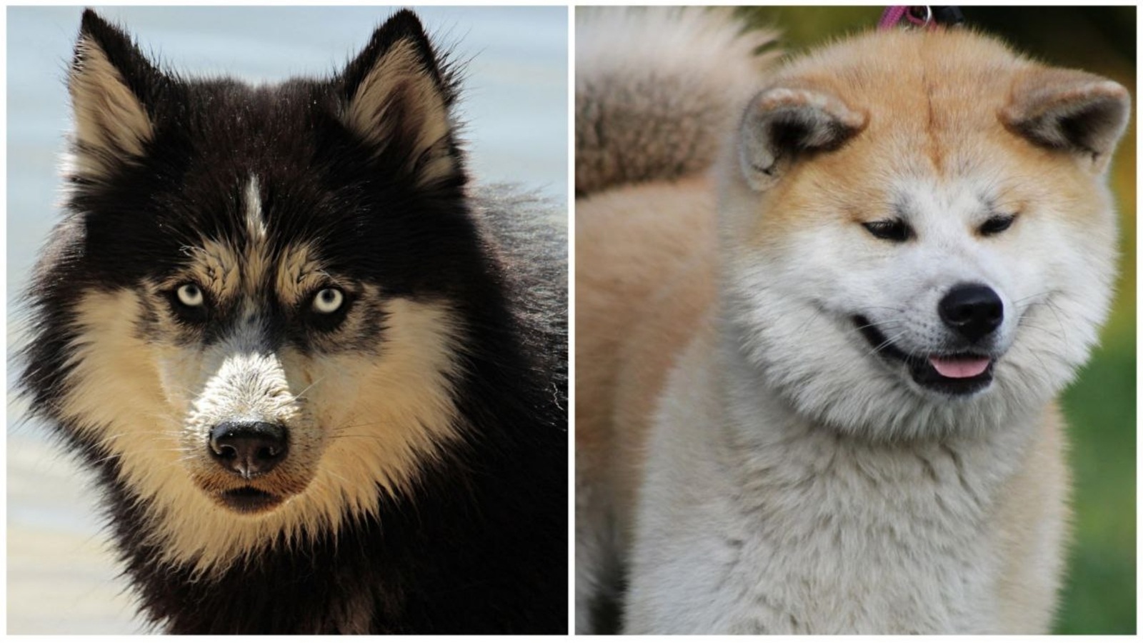 From Tibetan Mastiff To Pitbull Terrier 5 Most Expensive Dog Breeds In