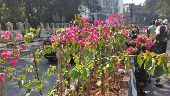 G20 meetings: Residents see red as PMC replaces old trees with new ...