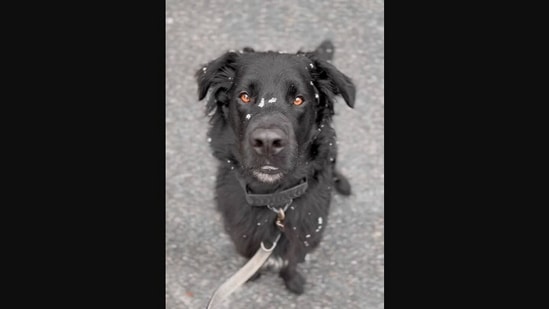 Dog tries to eat snowflakes as he enjoys his first snowfall of the year ...