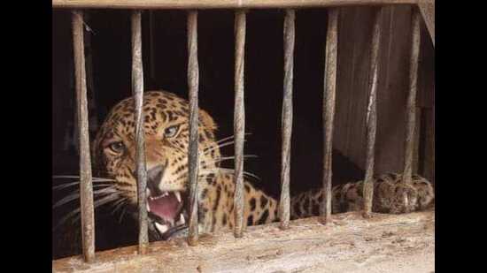 Leopard trapped in house rescued, released in Shivalik range ...
