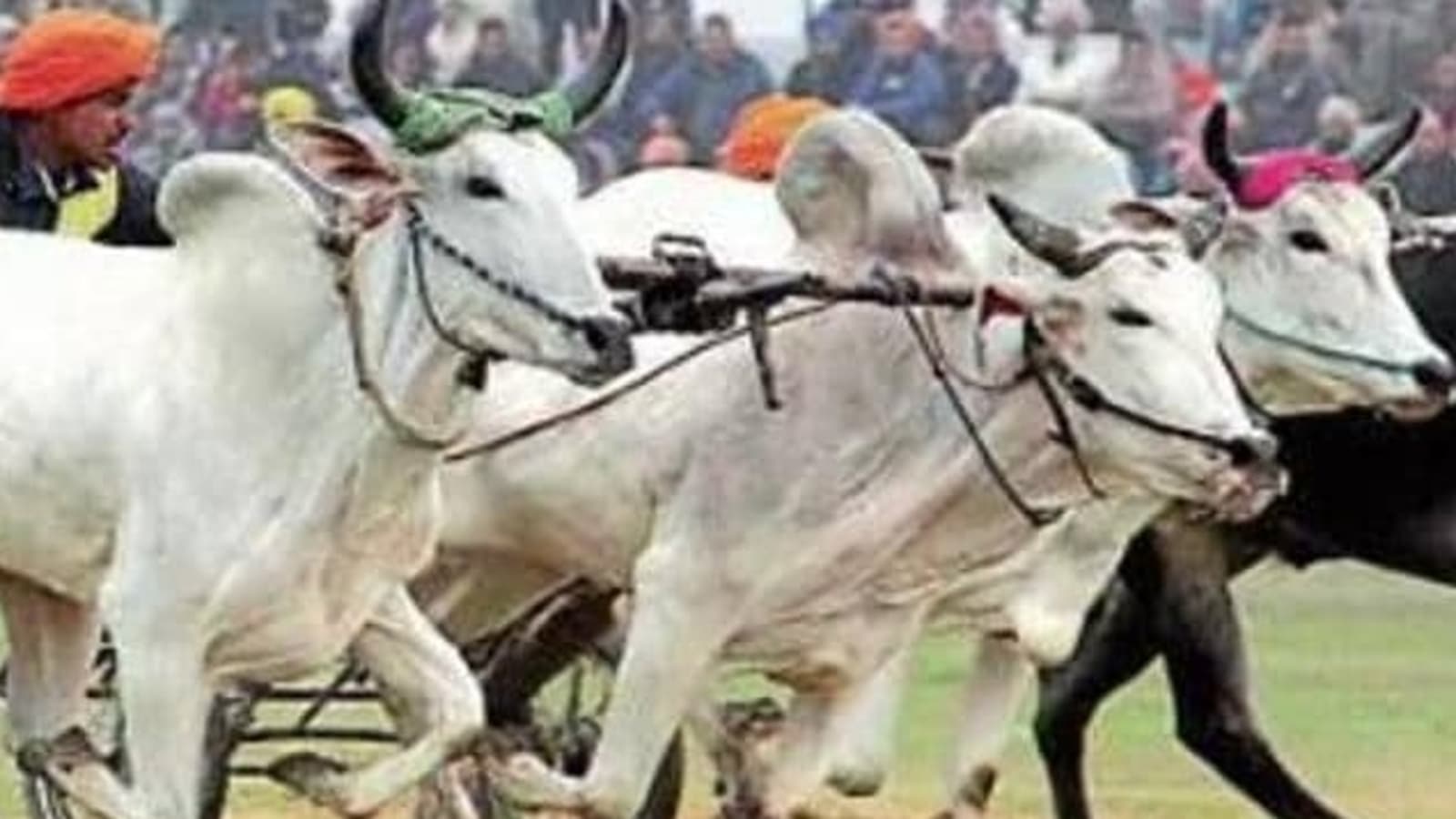 Man killed after bullock cart rams into spectators in Karnataka's ...