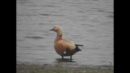 Lesser bird diversity at Soor Sarovar this year - Hindustan Times