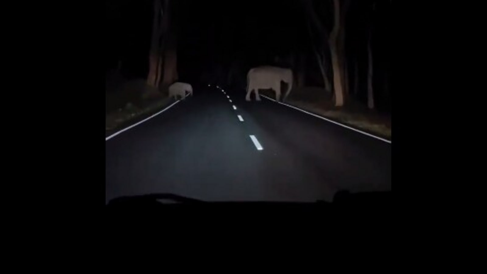 Driver spots elephant and baby crossing road at night, video sparks discussion about wildlife ...