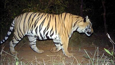 More reserves proposed to strengthen wildlife conservation | Hindustan ...