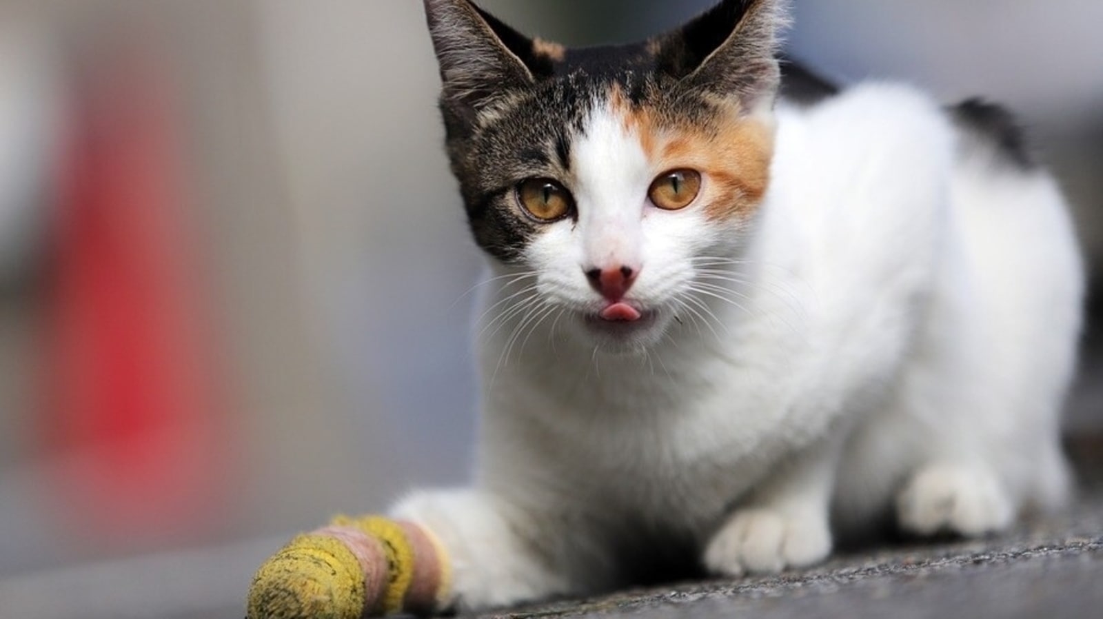 What to do if your pet is injured; expert on first aid tips | Hindustan ...