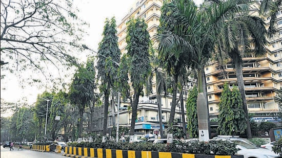 Bandra Reclamation likely to lose 30 trees to BMC’s revamp project ...