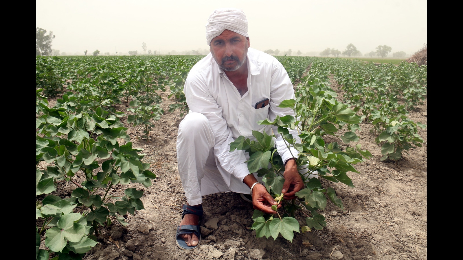 Climate change: Punjab’s cotton, maize yield to dip by 11 and 13% by ...