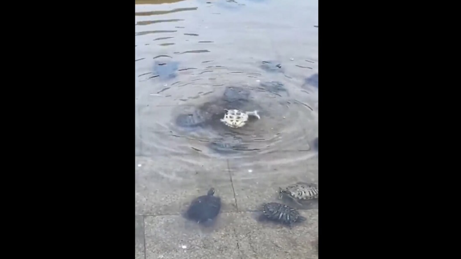 Old video of turtles helping their struggling friend to get back on its ...