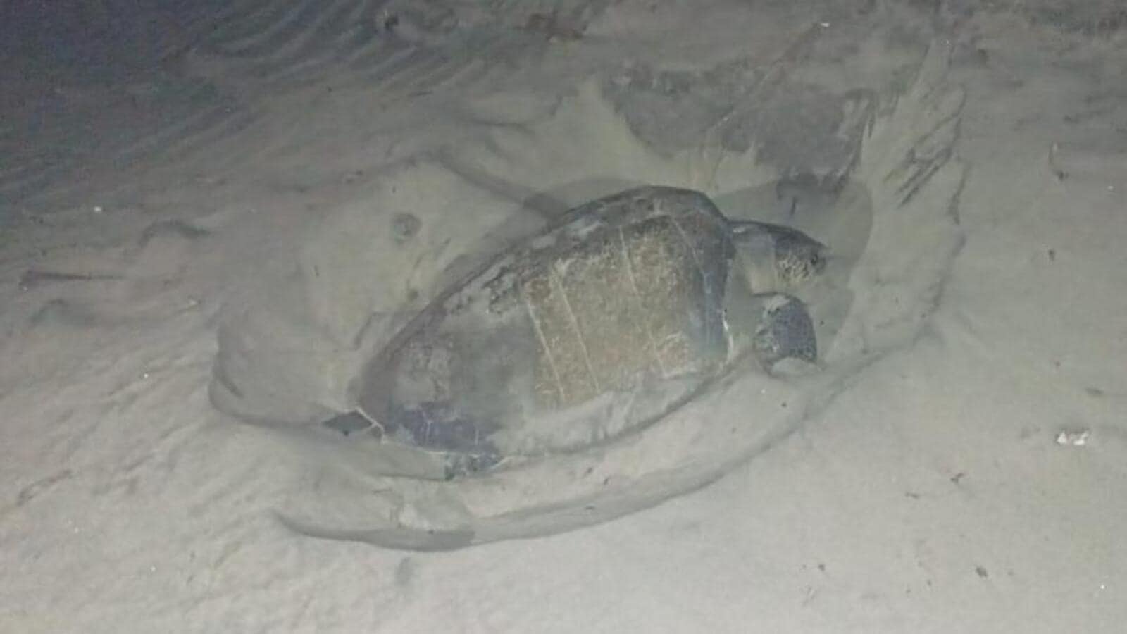 Olive Ridley turtles go beyond usual nesting sites in Goa this year ...