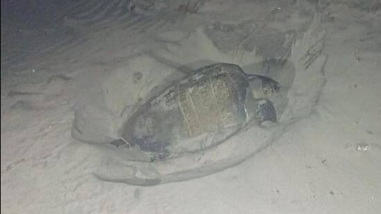 Olive Ridley turtles go beyond usual nesting sites in Goa this year ...