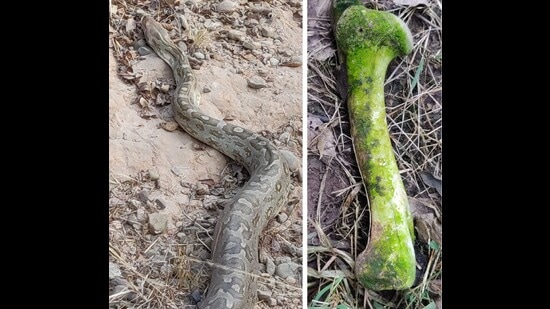 Wildbuzz: Python peaks and mossy bones - Hindustan Times