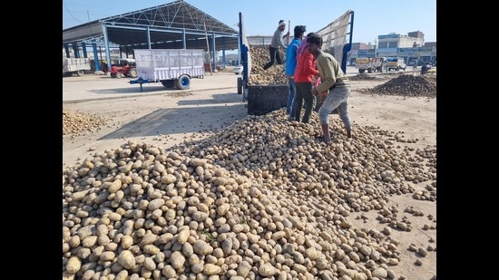 Haryana potato growers suffer as wholesale prices fall below ₹3 per kg ...