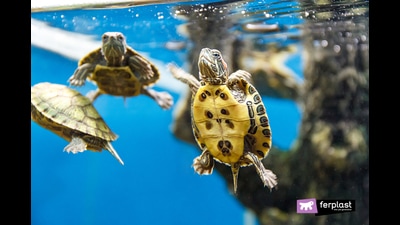 Forest dept to check fish shops for illegally selling turtles as pets ...