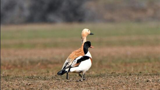 Migratory duck, geese population dwindles in Manipur’s Loktak ...