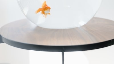 10 unique fish tank stands to elevate your aquarium in 2023 | HT Shop Now