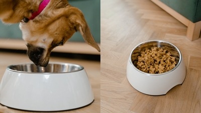Designer dog food bowls for your classy canine | HT Shop Now