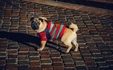 Walk in style: Top 10 trendy dog belts for your canine companion | HT ...