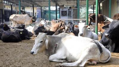 Assam man running slaughterhouse hurt in police firing; cops say he ...