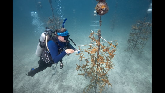Reef encounters: See photos of global efforts to save threatened corals ...