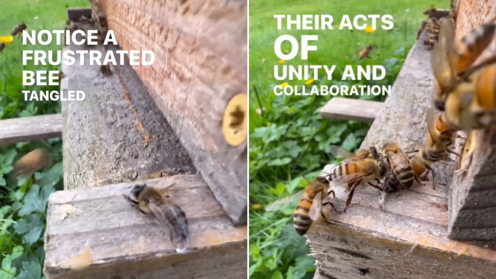 Heartwarming video of bees showing ‘unconditional’ support for another ...