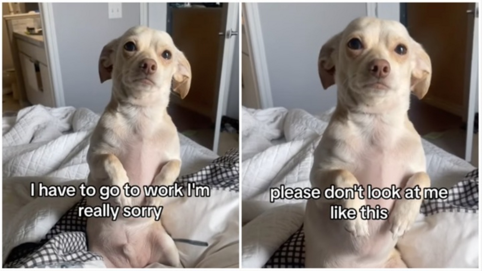 Your boss won't let you bring your dog to work. Know how to help your ...