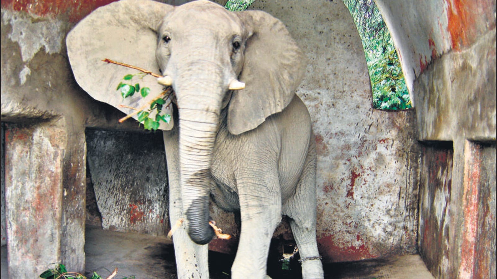 Capital’s only African elephant and a tale of captivity, solitude ...