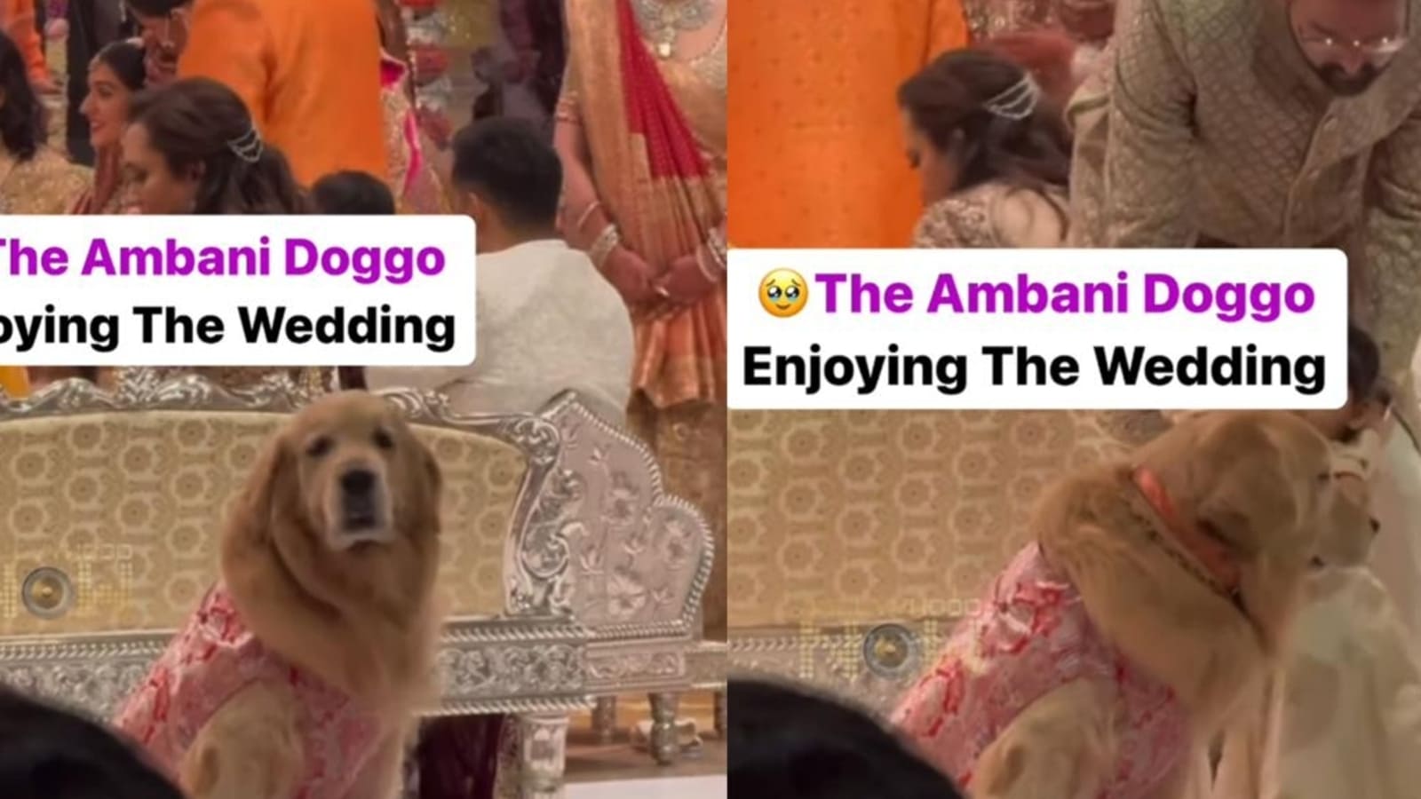 Ambanis' Golden Retriever, in Banarasi brocade sherwani, has an ...