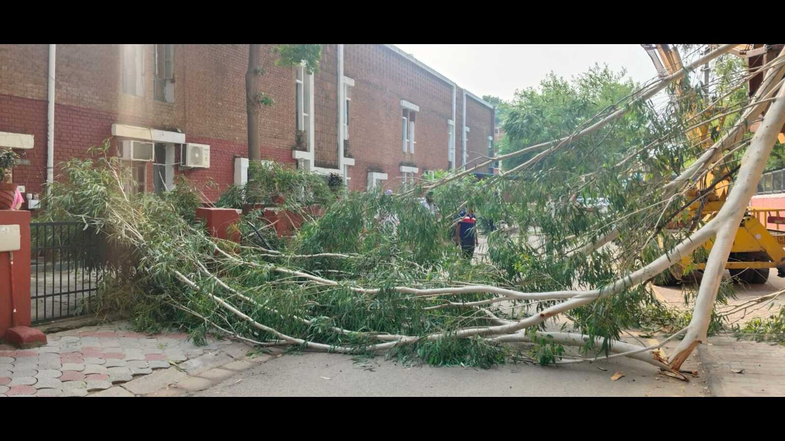 Tree branch at Chandigarh’s Sector-20 school collapses onto residential ...