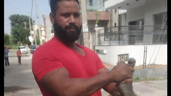 Monkey business on Sunday | Hindustan Times