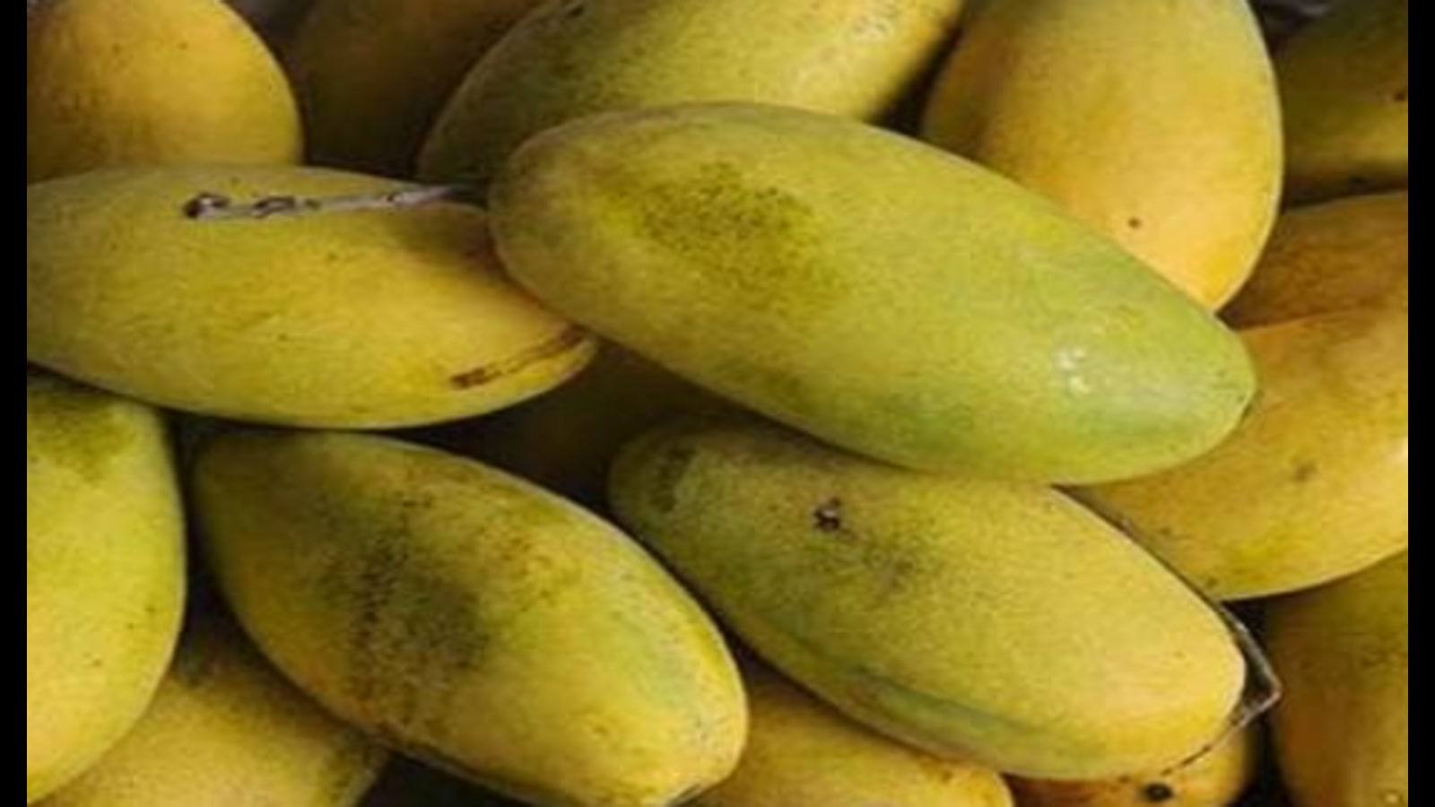 Wine made from UP’s Dussehri mangoes to tickle taste buds | Hindustan Times