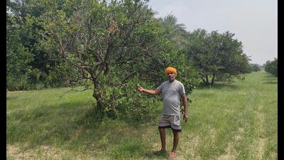 Drying of kinnow trees in Abohar worries growers | Hindustan Times