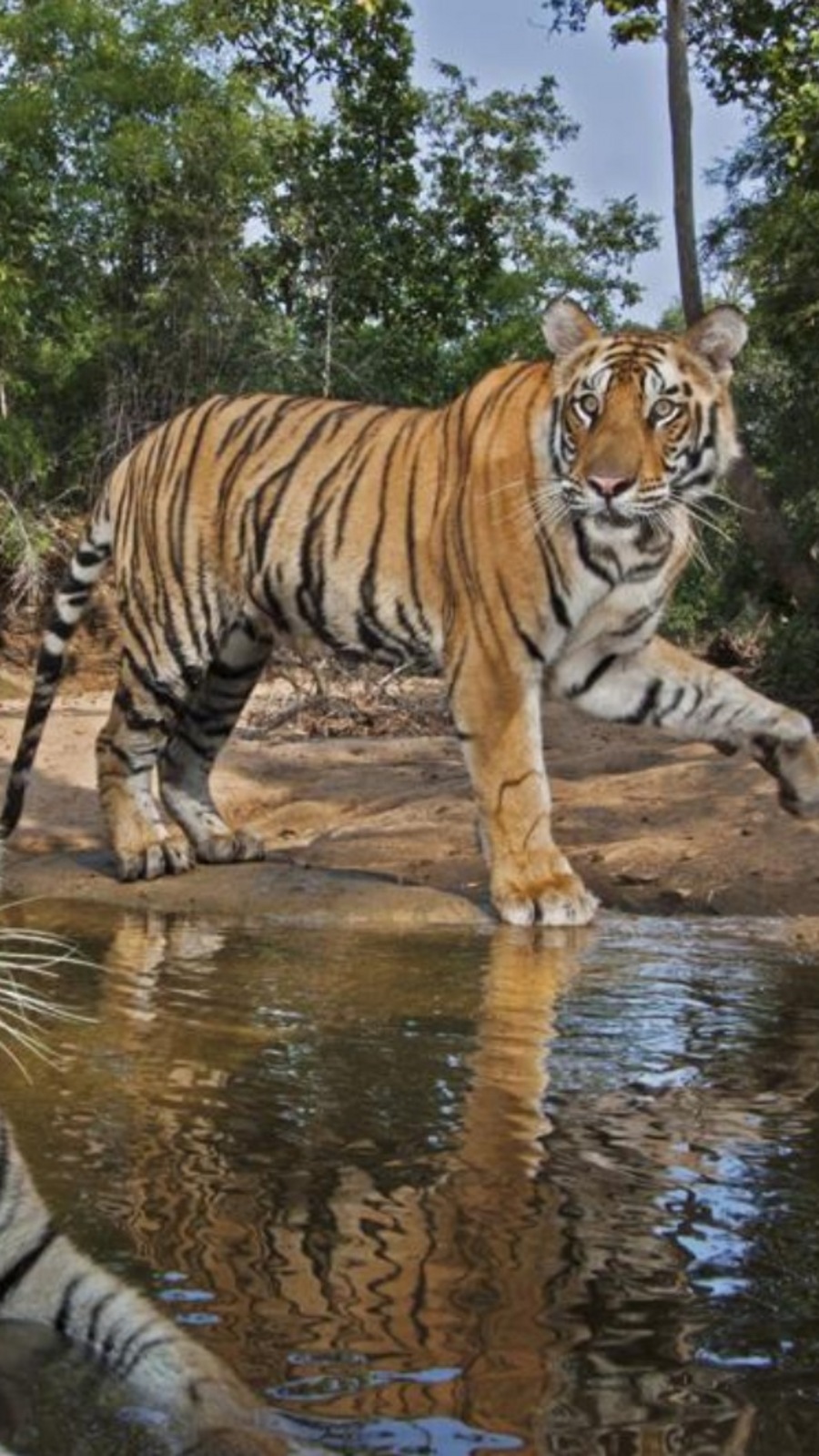 International Tiger Day: 5 interesting facts about world's largest cats ...