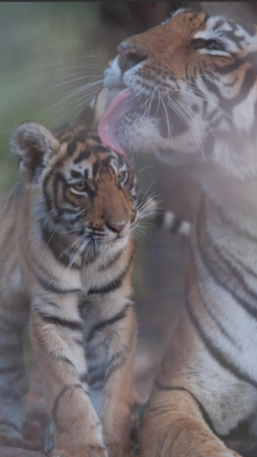 International Tiger Day: 5 interesting facts about world's largest cats ...