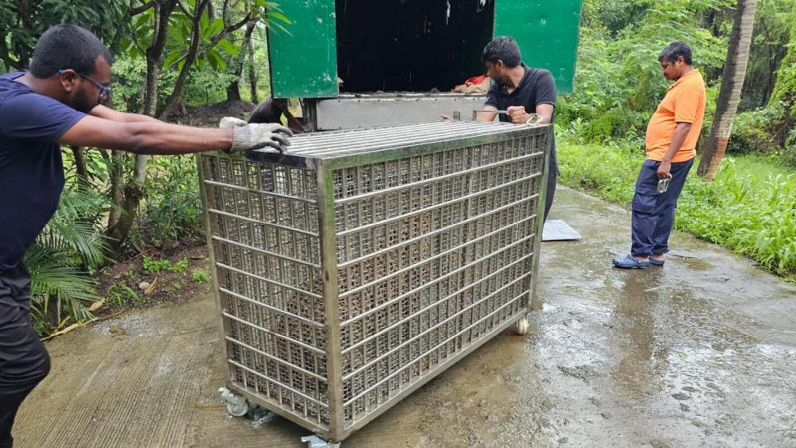 10 leopards from Junnar relocated to Vantara Jamnagar Zoo - Hindustan Times