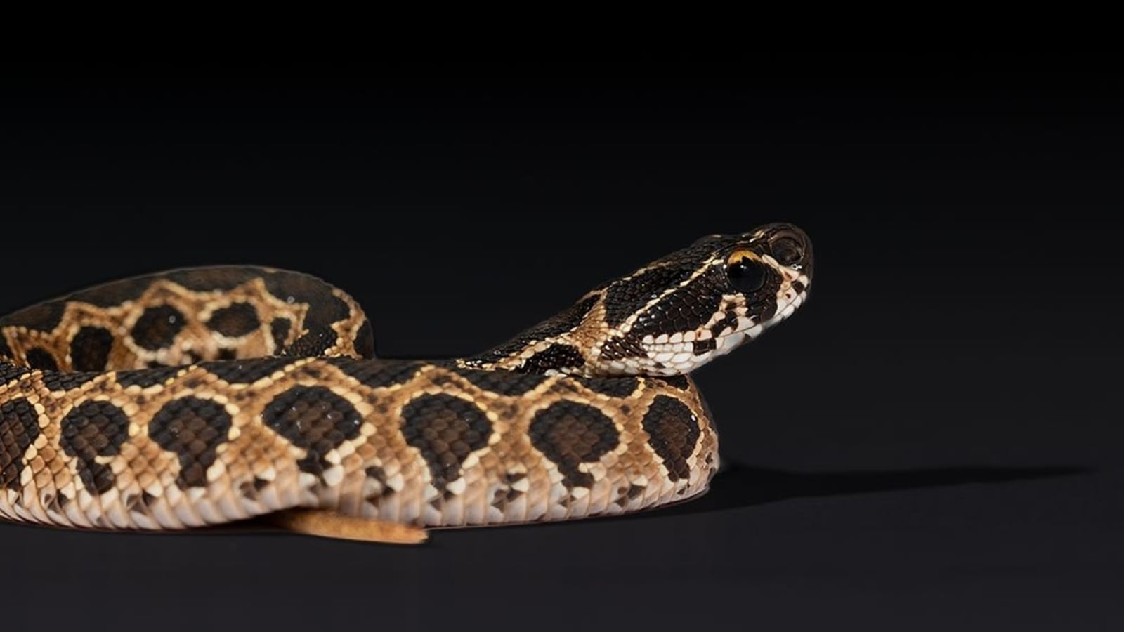 How snake venom evolves over a lifetime, and why it matters | Hindustan ...