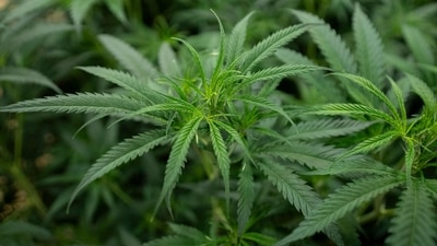 CBG from cannabis plant reduces anxiety, stress and boosts memory: New ...