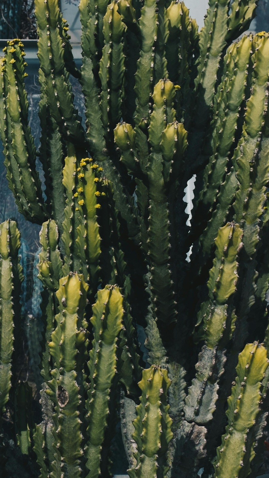 5 mind-altering plants that can induce hallucinations | Web-Stories