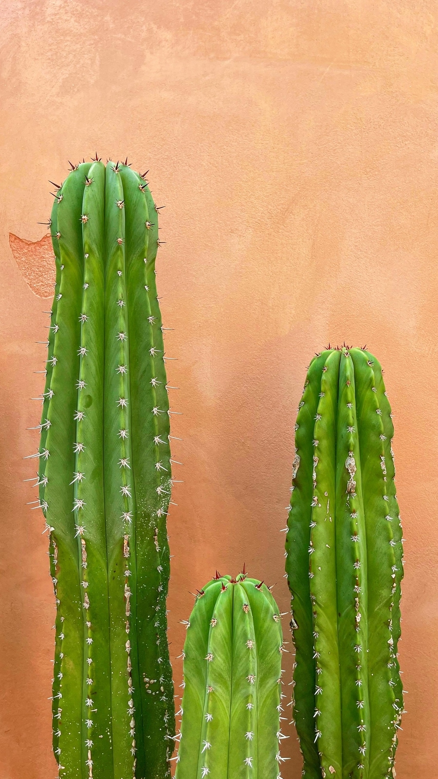 5 mind-altering plants that can induce hallucinations | Web-Stories