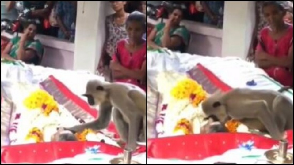 Monkey attends funeral of man: ಆಹಾರ ನೀಡುತ್ತಿದ್ದ ವ್ಯಕ್ತಿಯ ಮೃತದೇಹದ ಕೆನ್ನೆ ...